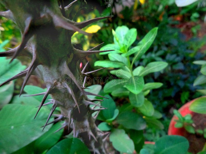Sharp thorn plant image stock photo. Image of environment - 121491624