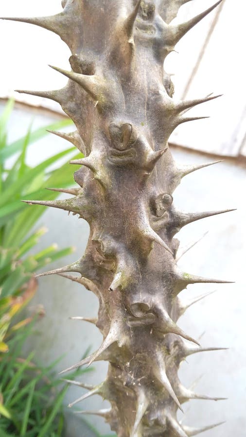 Sharp thorn tree stock photo. Image of stems, tree, thorns - 282411166