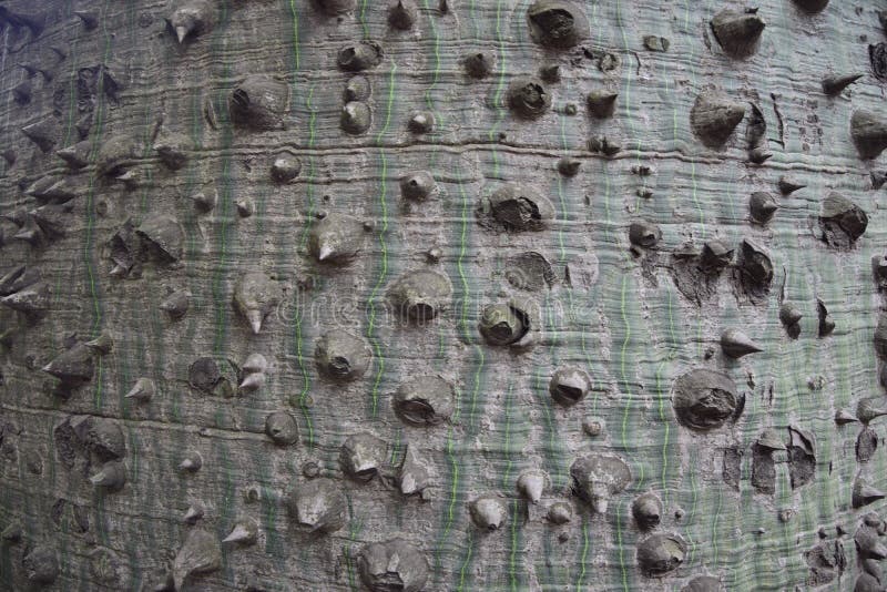 Sharp Thorns on the Bark of a Tree Close-up in Buenos Aires Botanical ...