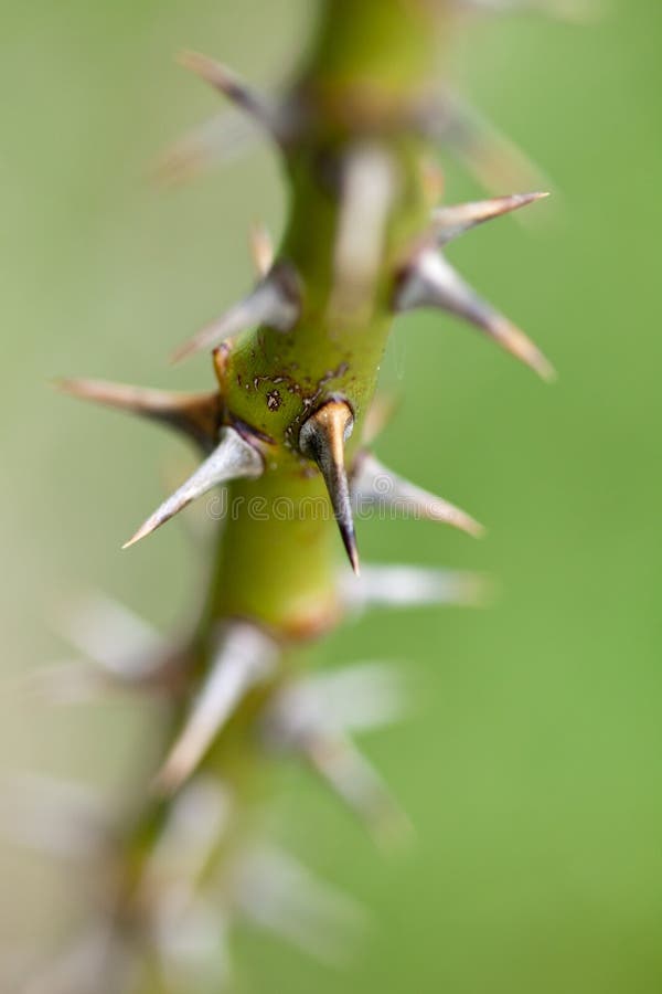 Sharp Thorns with Blurred Background Stock Photo - Image of defense ...