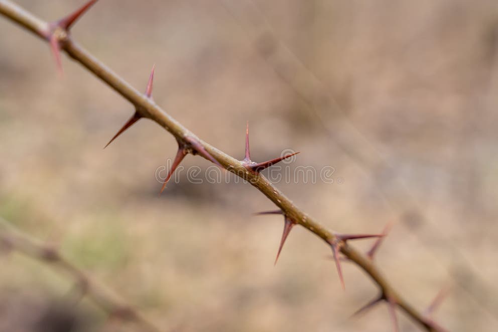 Sharp Thorns on a Branch of a Bush Stock Image - Image of branch, brown ...