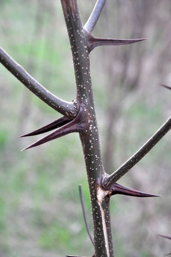 Sharp Thorns on a Branch of a Bush and a Tree Stock Photo - Image of ...