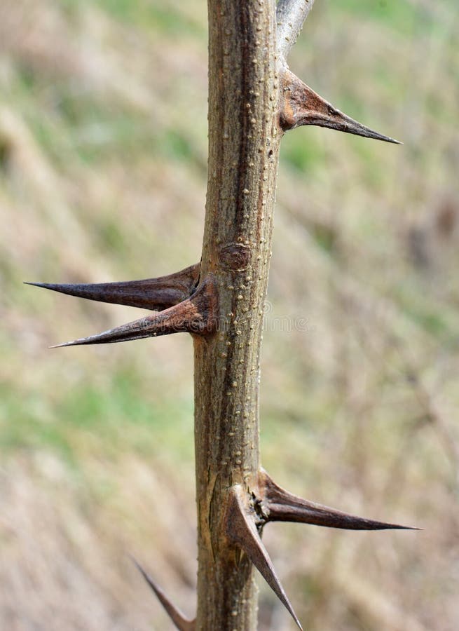 Sharp Thorns on a Branch of a Bush and a Tree Stock Image - Image of ...