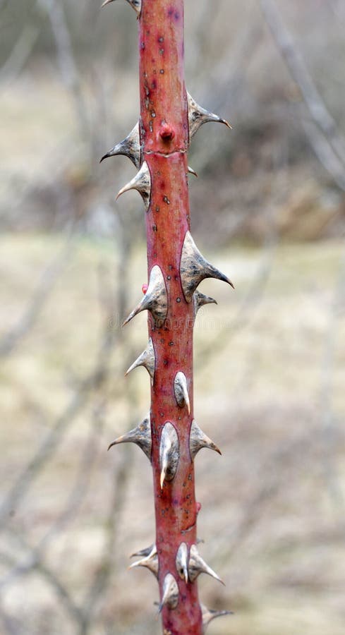 Sharp Thorns on a Branch of a Bush and a Tree Stock Photo - Image of ...