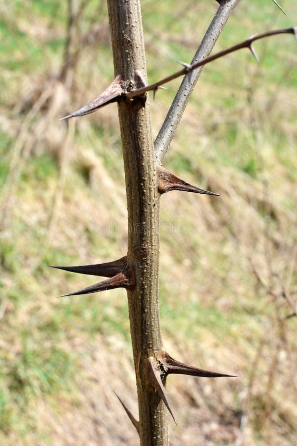 Sharp Thorns on a Branch of a Bush and a Tree Stock Image - Image of ...