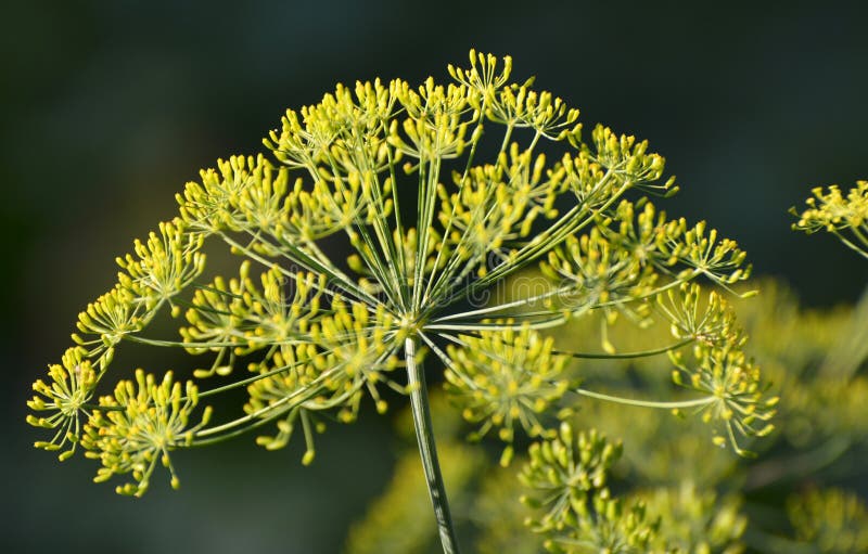 Sharp Thorns on a Branch of a Bush and a Tree Stock Image - Image of ...