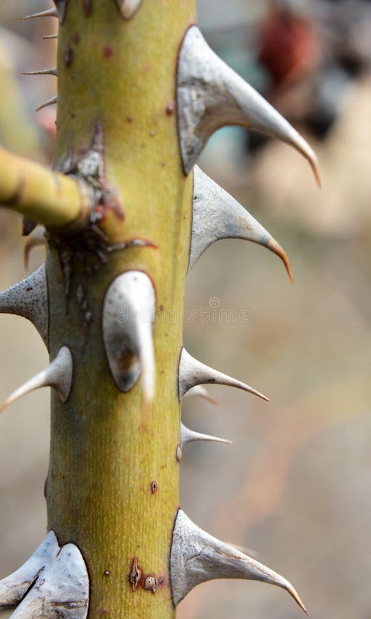 Sharp Thorns on a Branch of a Bush and a Tree Stock Image - Image of ...