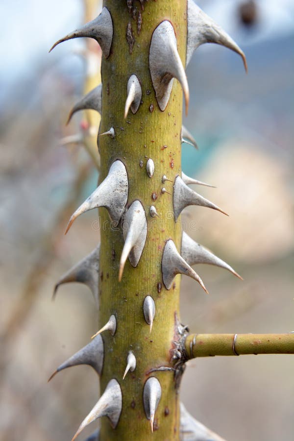 Sharp Thorns on a Branch of a Bush and a Tree Stock Image - Image of ...