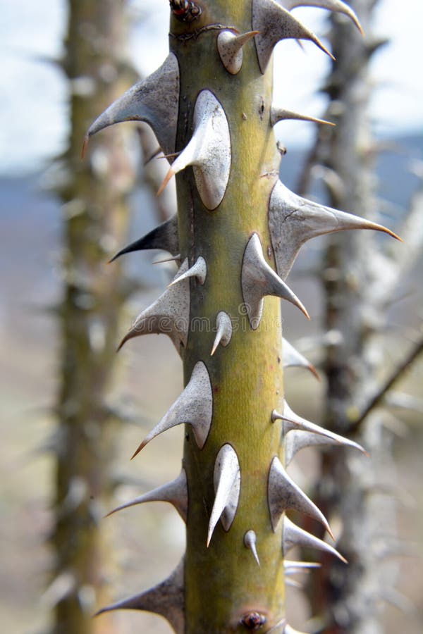 Sharp Thorns on a Branch of a Bush and a Tree Stock Photo - Image of ...
