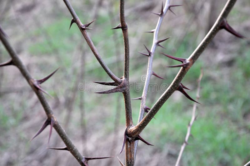 Sharp Thorns on a Branch of a Bush and a Tree Stock Image - Image of ...