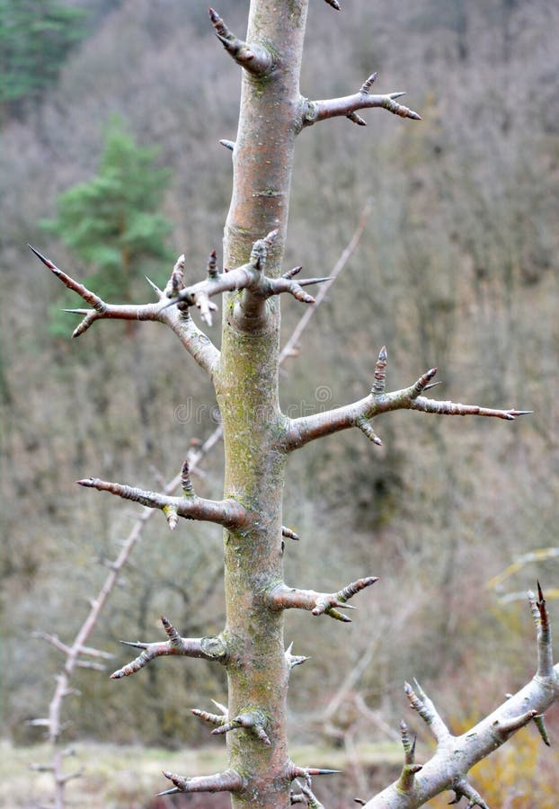 Sharp Thorns on a Branch of a Bush and a Tree Stock Image - Image of ...