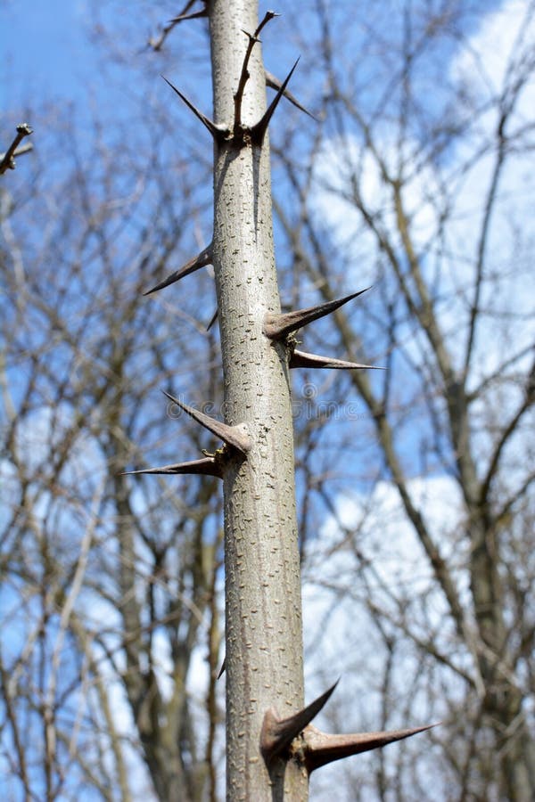 Sharp Thorns on a Branch of a Bush and a Tree Stock Image - Image of ...