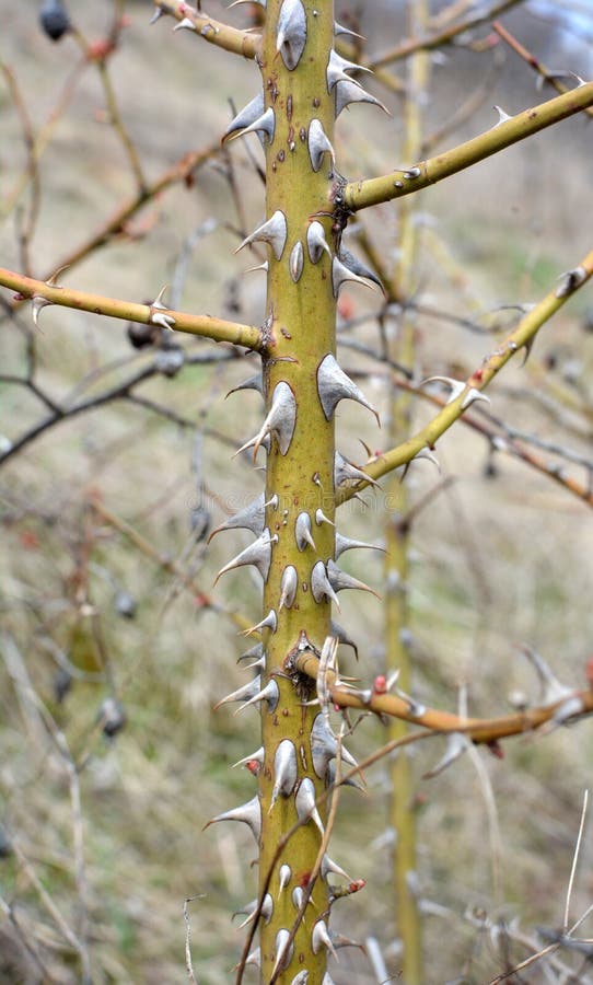 Sharp Thorns on a Branch of a Bush and a Tree Stock Image - Image of ...