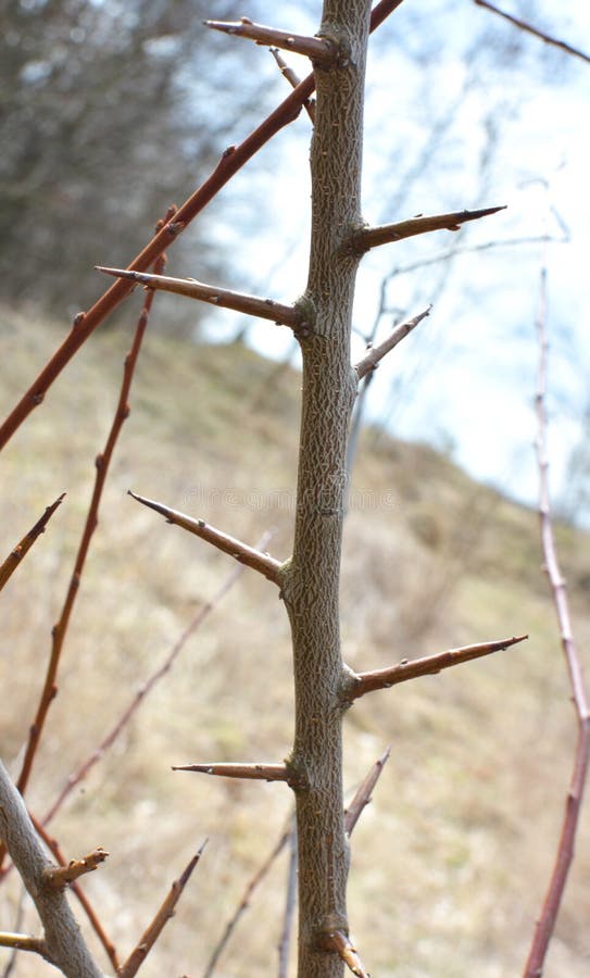 Sharp Thorns on a Branch of a Bush and a Tree Stock Image - Image of ...