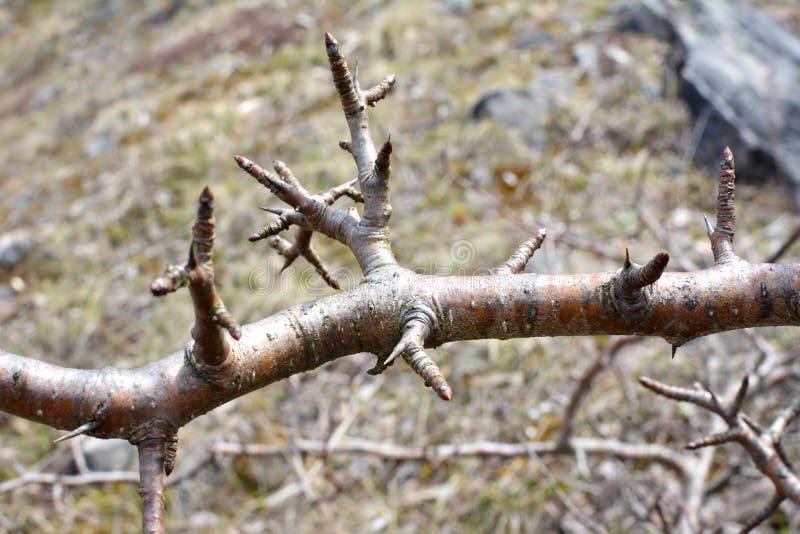 Sharp Thorns on a Branch of a Bush and a Tree Stock Image - Image of ...