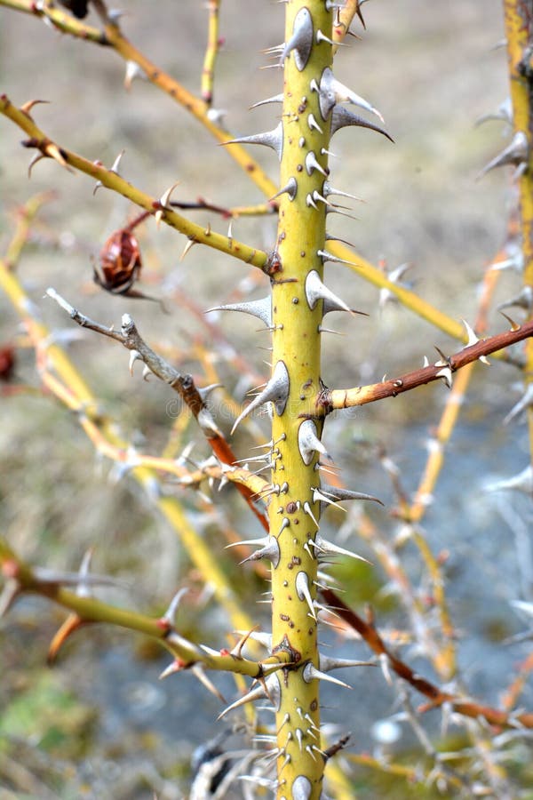 Sharp Thorns on a Branch of a Bush and a Tree Stock Image - Image of ...