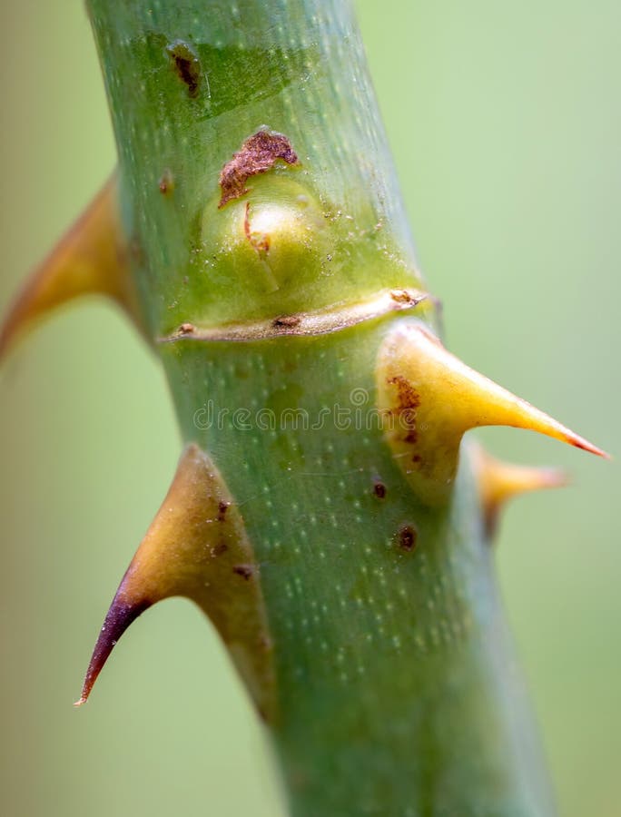 Sharp Thorns on the Branches of the Rose Stock Photo - Image of outdoor ...