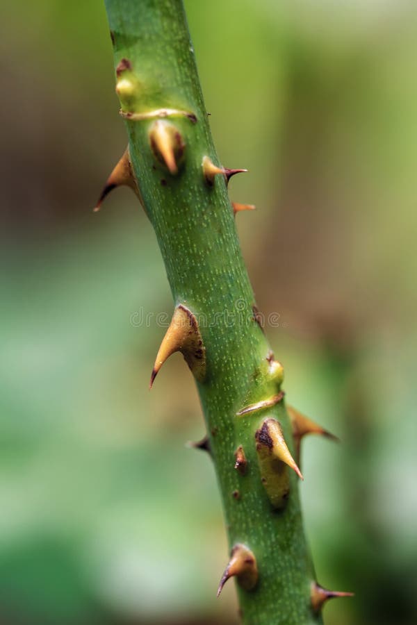 Sharp Thorns on the Branches of the Rose Tree Stock Image - Image of ...
