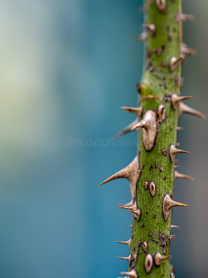 Sharp Thorns on the Branches of the Rose Tree Stock Image - Image of ...