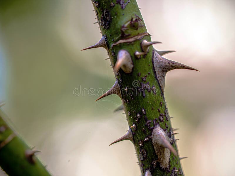 Sharp Thorns on the Branches of the Rose Tree Stock Photo - Image of ...