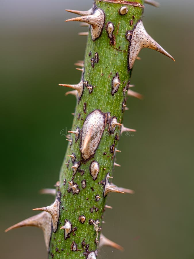 Sharp Thorns on the Branches of the Rose Tree Stock Image - Image of ...