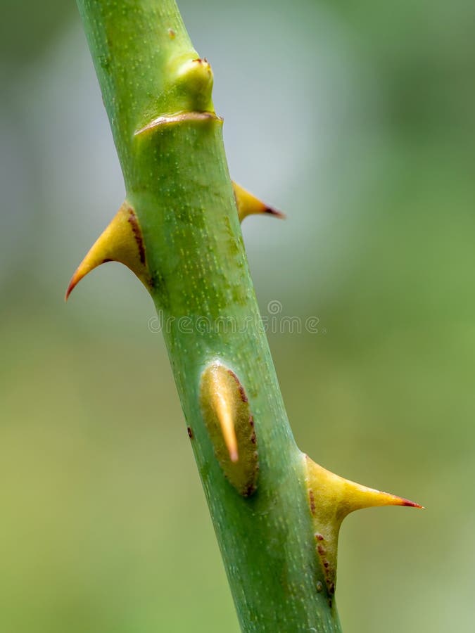 Sharp Thorns on the Branches of the Rose Tree Stock Photo - Image of ...