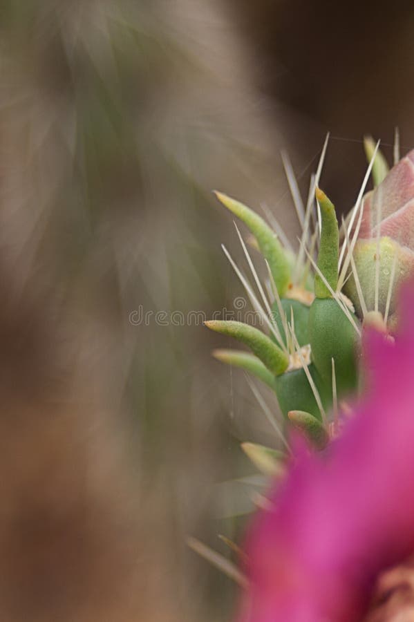Sharp Thorns on Cactus with Pink Flower Stock Image - Image of bush ...