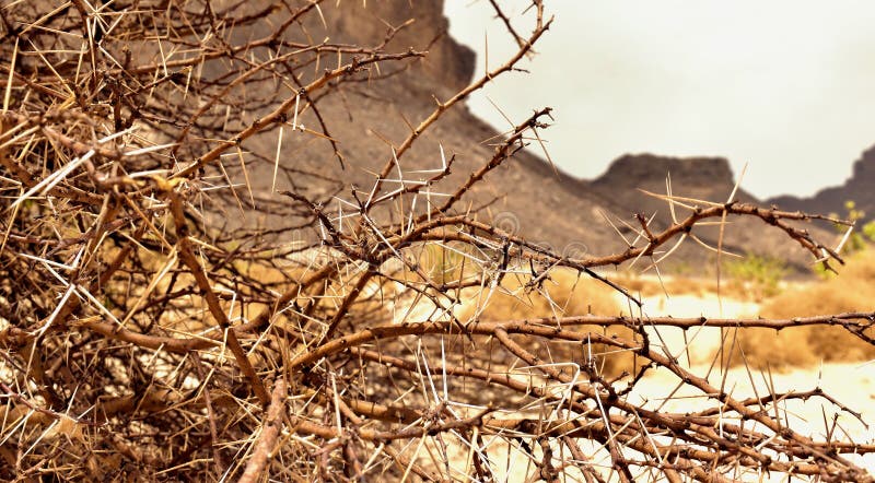 Sharp Thorns on Desert Bush, Dry Arid Landscape Stock Photo - Image of ...