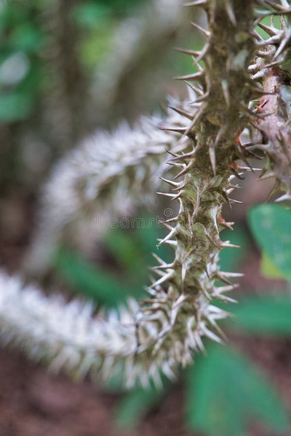 Thorns stock photo. Image of frost, green, flower, sharp - 281753992