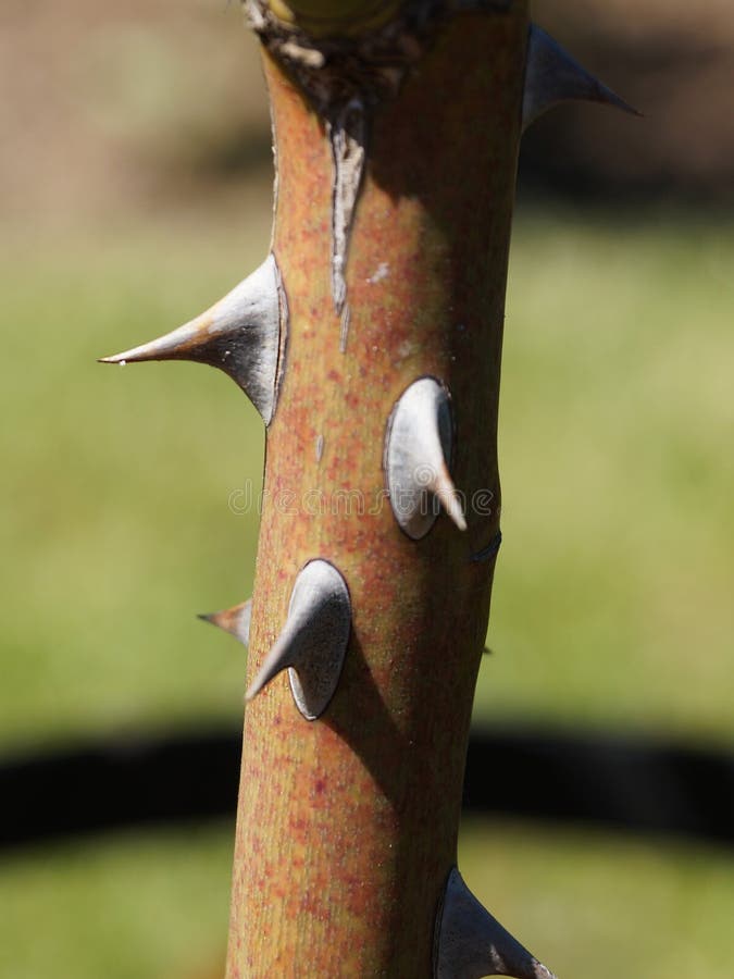 Sharp Thorns on the Stem of a Rose Close-up Stock Photo - Image of ...