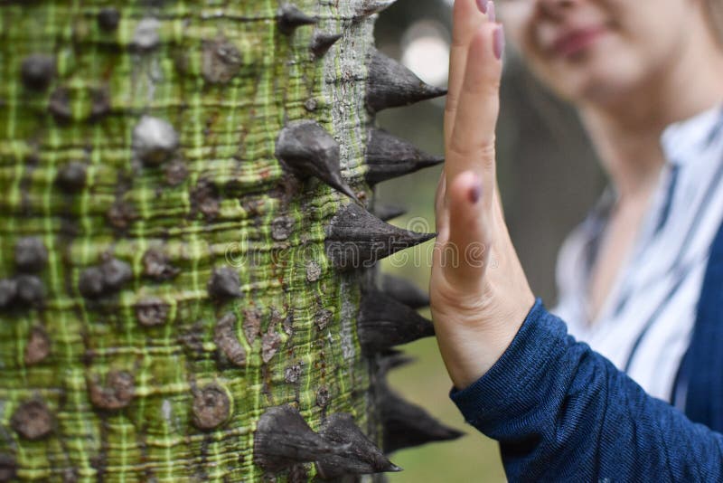 Sharp Thorns on the Tree. Piercing the Hand with a Plant. Sharp Pain in ...