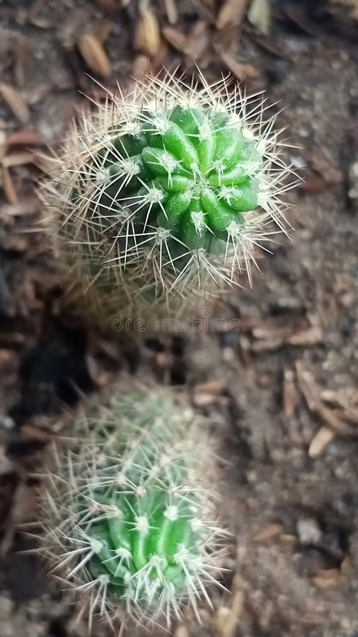 Sharp Thorny Green Cactus Growing at Home Stock Image - Image of quail ...