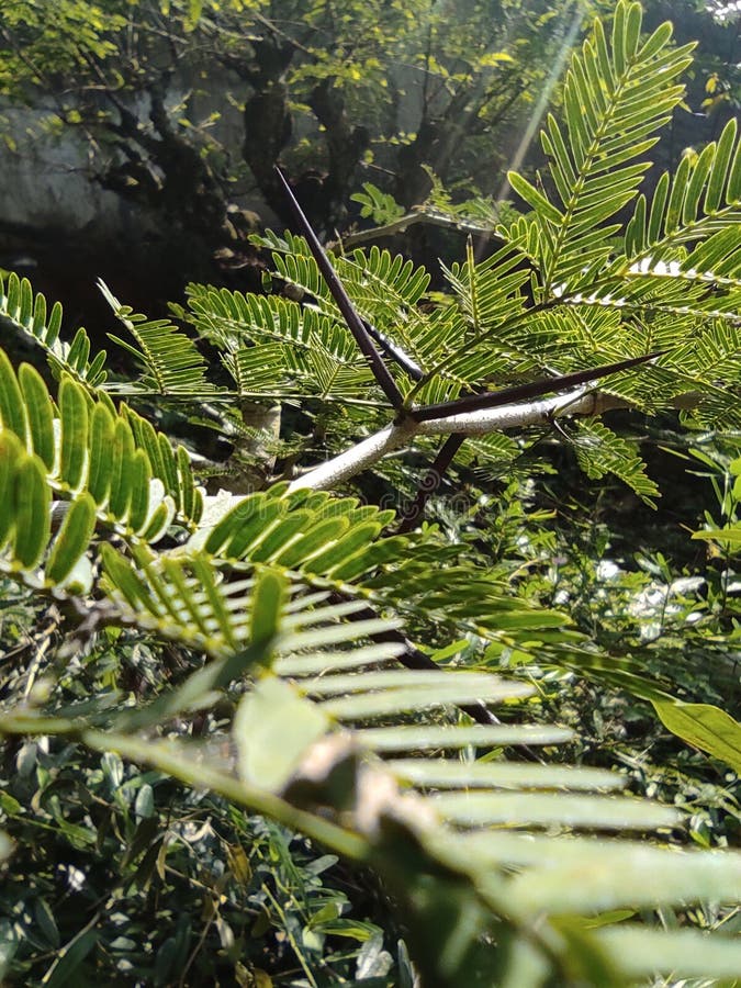 A Sharp Thorny Tree that Lives in Tropical Forests Stock Photo - Image ...