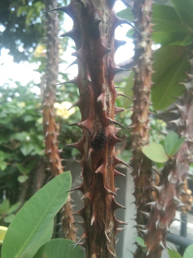 Sharp thorny tree trunks stock image. Image of thorny - 291338215