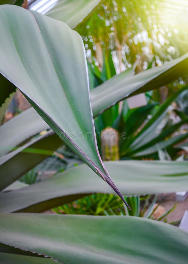 Sharp Tip in the Form of a Claw of Agave Leaf Close-up Stock Image ...