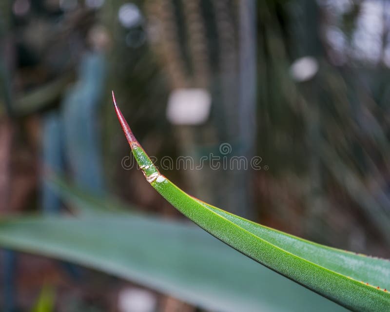 Sharp Tip in the Form of a Claw of Agave Leaf Close-up Stock Photo ...