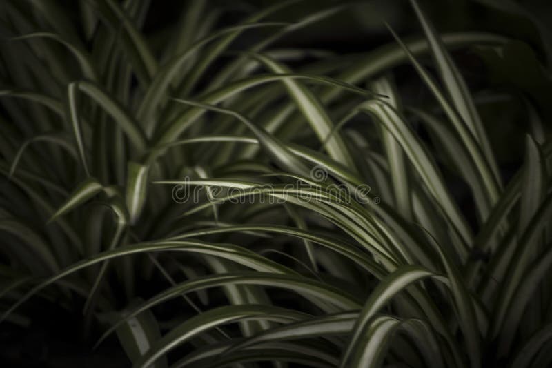 Sharp tip leaves stock photo. Image of plant, street - 100315038