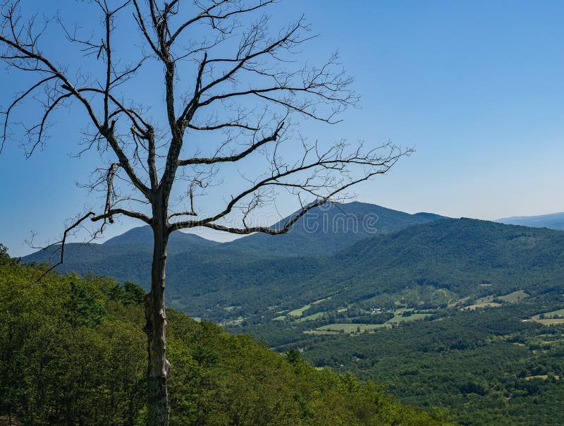 Sharp Top Mountain and Tree Stock Photo - Image of american, bedford ...