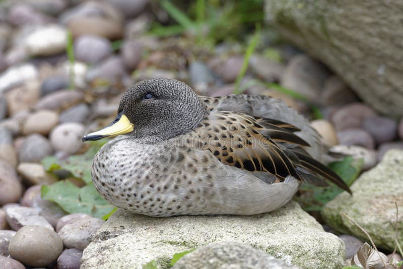 Sharp-winged Teal stock photo. Image of bill, landscape - 127500976