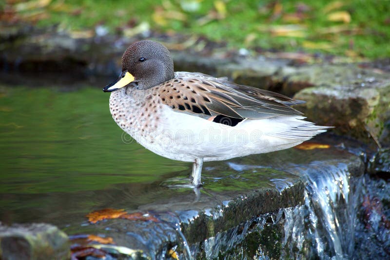 Sharp Winged Teal stock image. Image of bill, coloured - 83333653