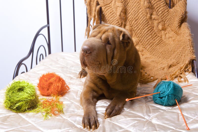 Sharpay on the bed stock photo. Image of canine, deep - 21423312