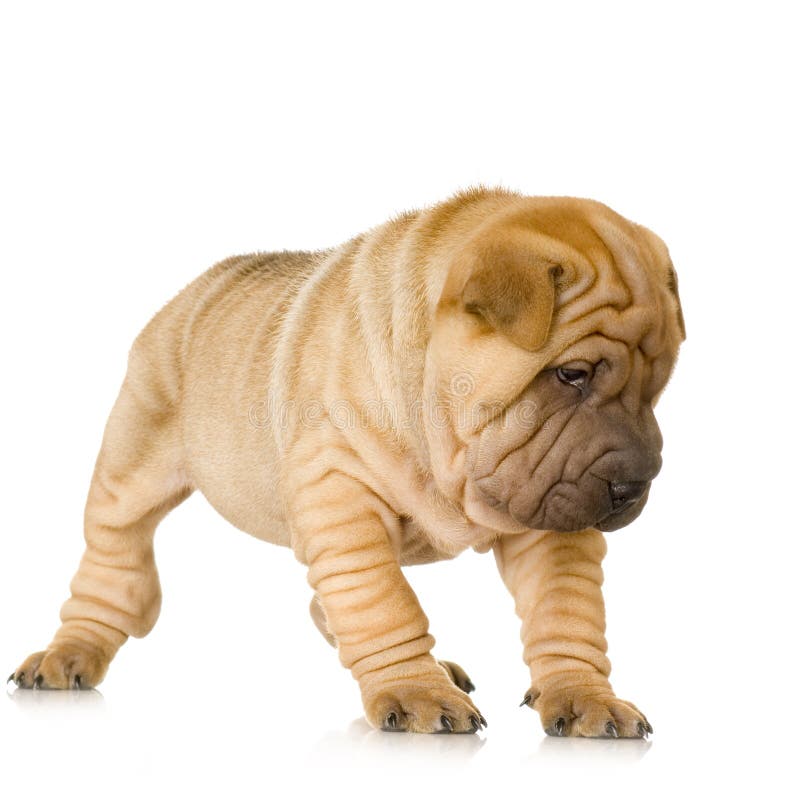 400 Baby Sharpei Stock Photos - Free & Royalty-Free Stock Photos from ...