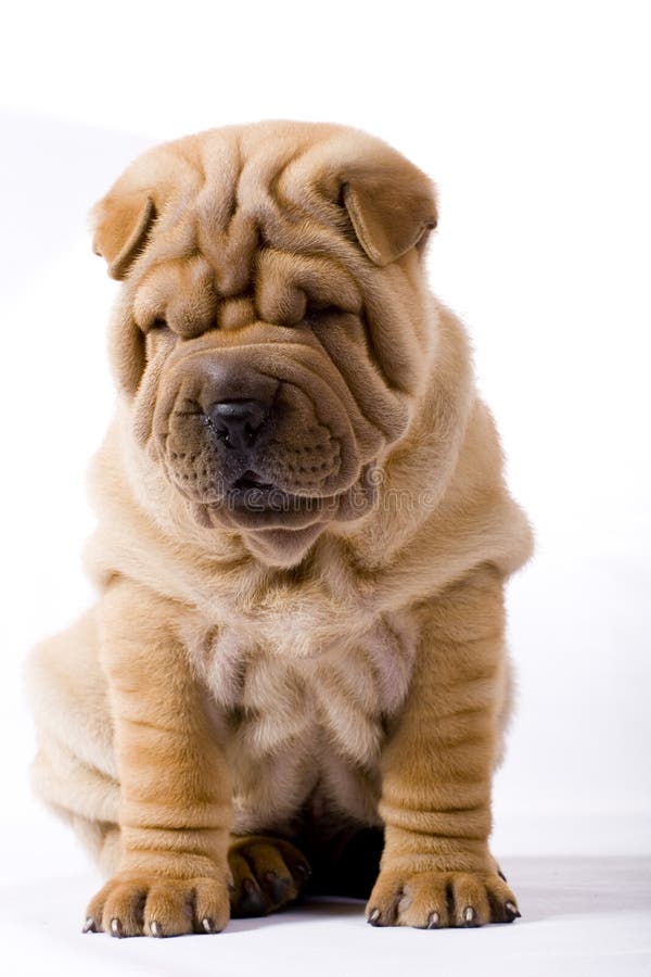 Three Shar Pei baby dogs stock image. Image of face, heap - 8889193