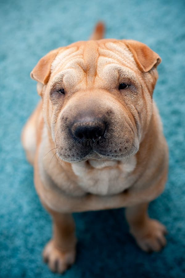 Sharpei dog stock photo. Image of funny, omdoor, face - 18864382