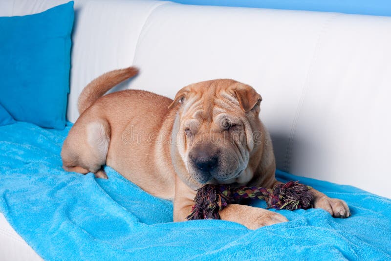 Baby Blue Sharpei Puppy Closeup Stock Photos - Free & Royalty-Free ...