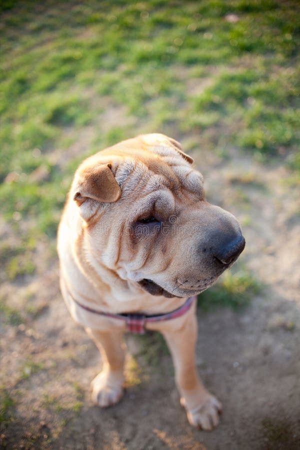 Sharpei dog stock image. Image of happiness, grooming - 22548151