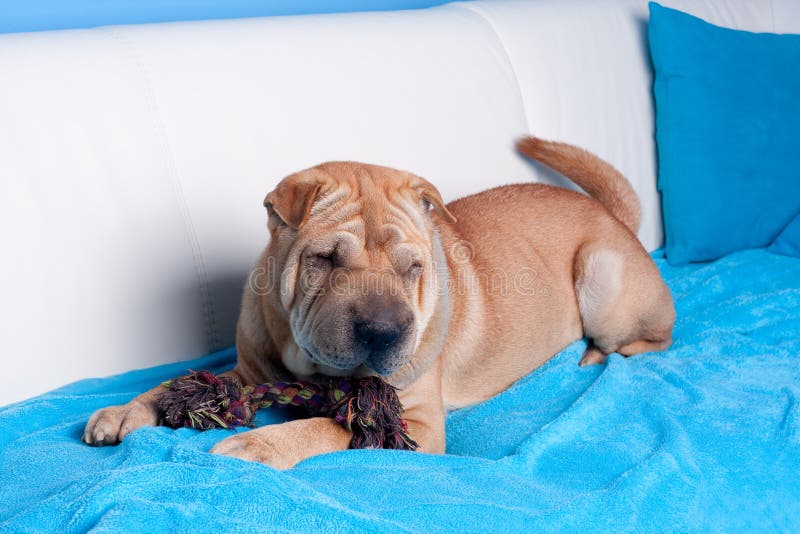 Sharpei dog stock photo. Image of creature, animal, color - 28396744