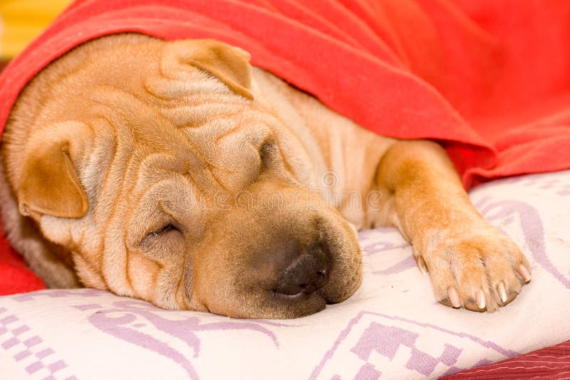 Sharpei dog stock photo. Image of collar, portrait, home - 24188404