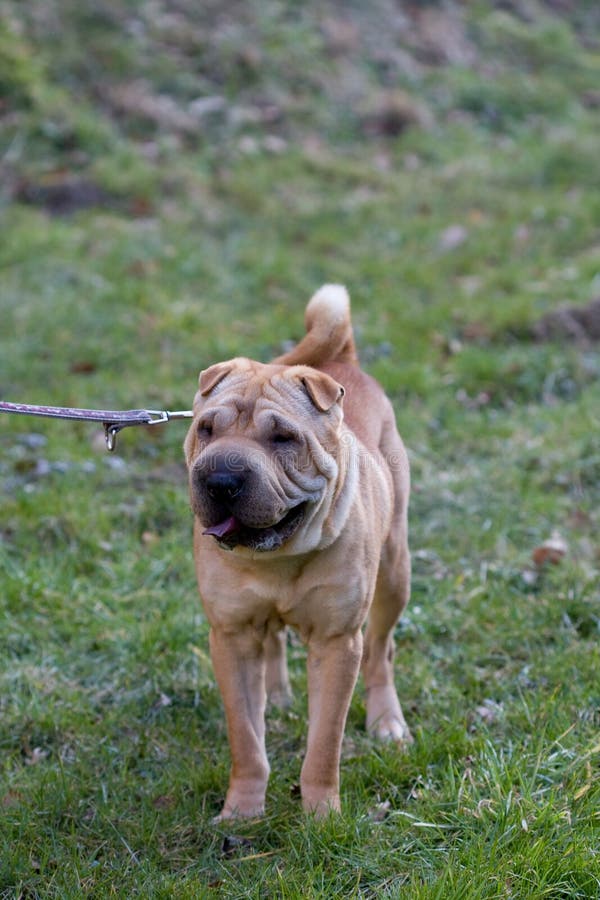 Sharpei dog stock image. Image of grass, portrait, canine - 8727737