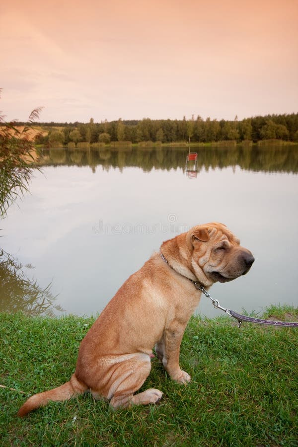 Sharpei dog stock image. Image of brown, pedigreed, landscape - 35553251